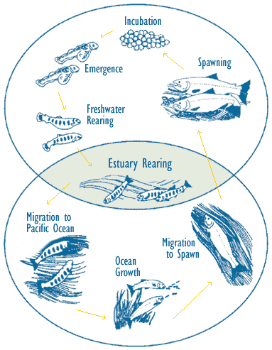 Killer Whale Life Cycle