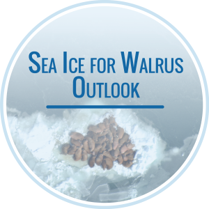 Sea Ice for Walrus Outlook (SIWO) | U.S. Climate Resilience Toolkit
